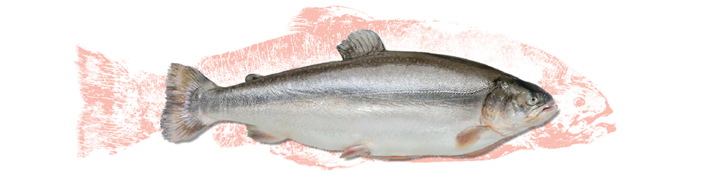 Icelandic Char Fish - Matorka