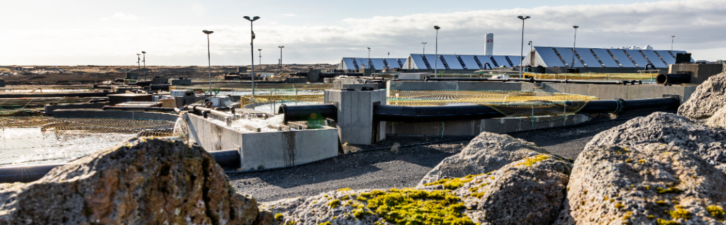 Iceland Arctic Char Sustainability - Matorka