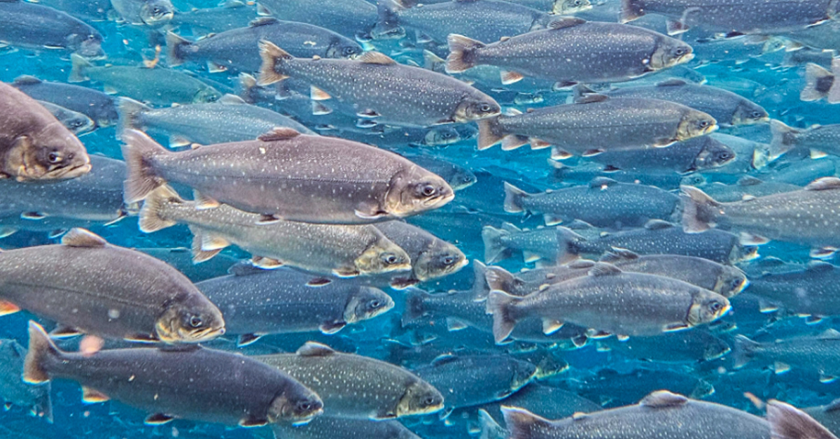 Icelandic Char Fish - Matorka